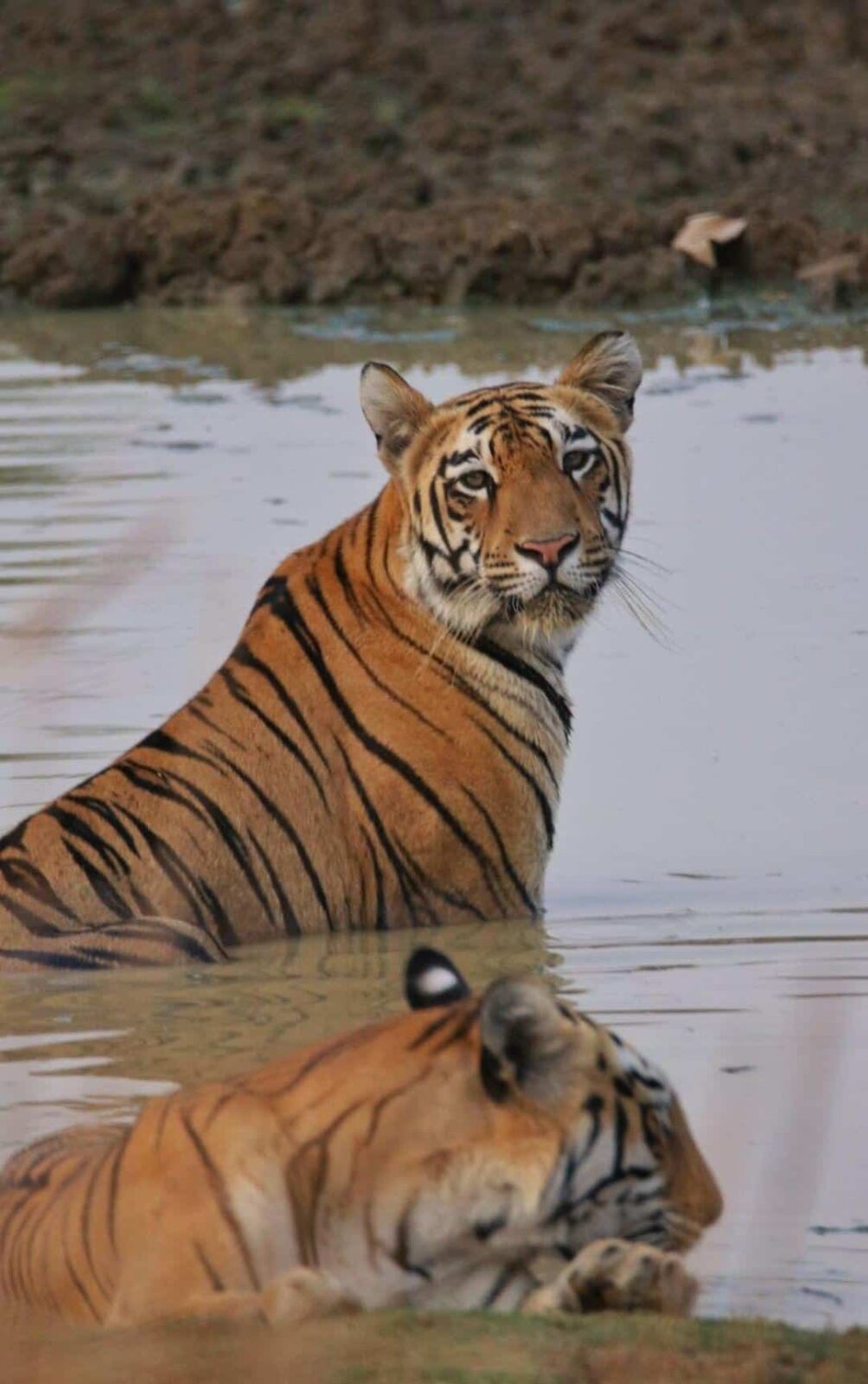 Tadoba National Park