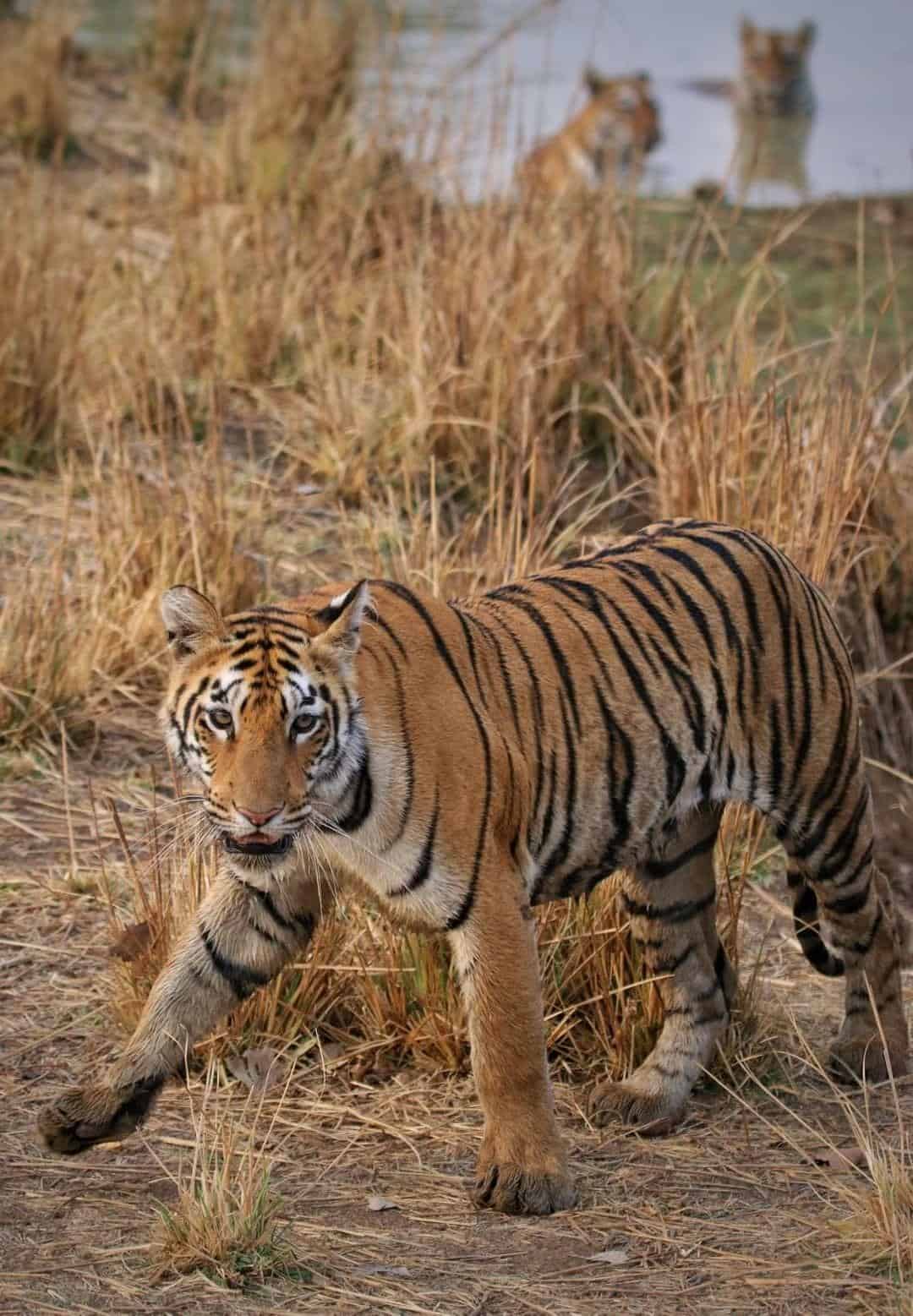 Tadoba - Tadoba Andhari Tiger Reserve