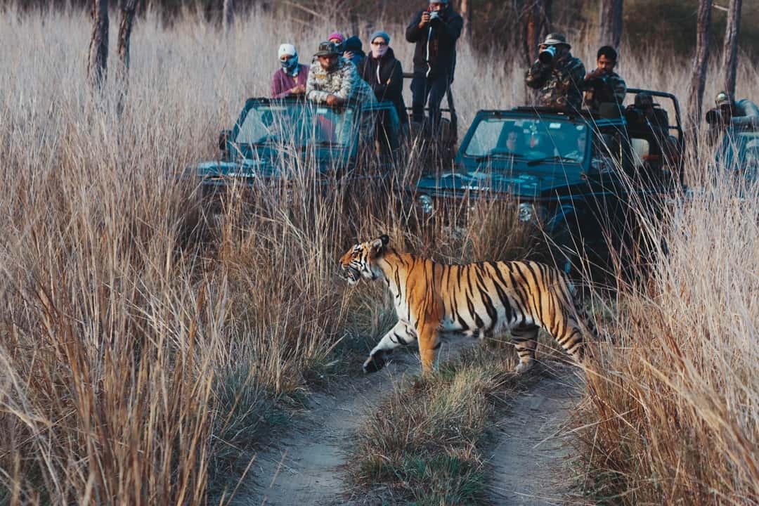 Tadoba Tour From Pune - Tadoba